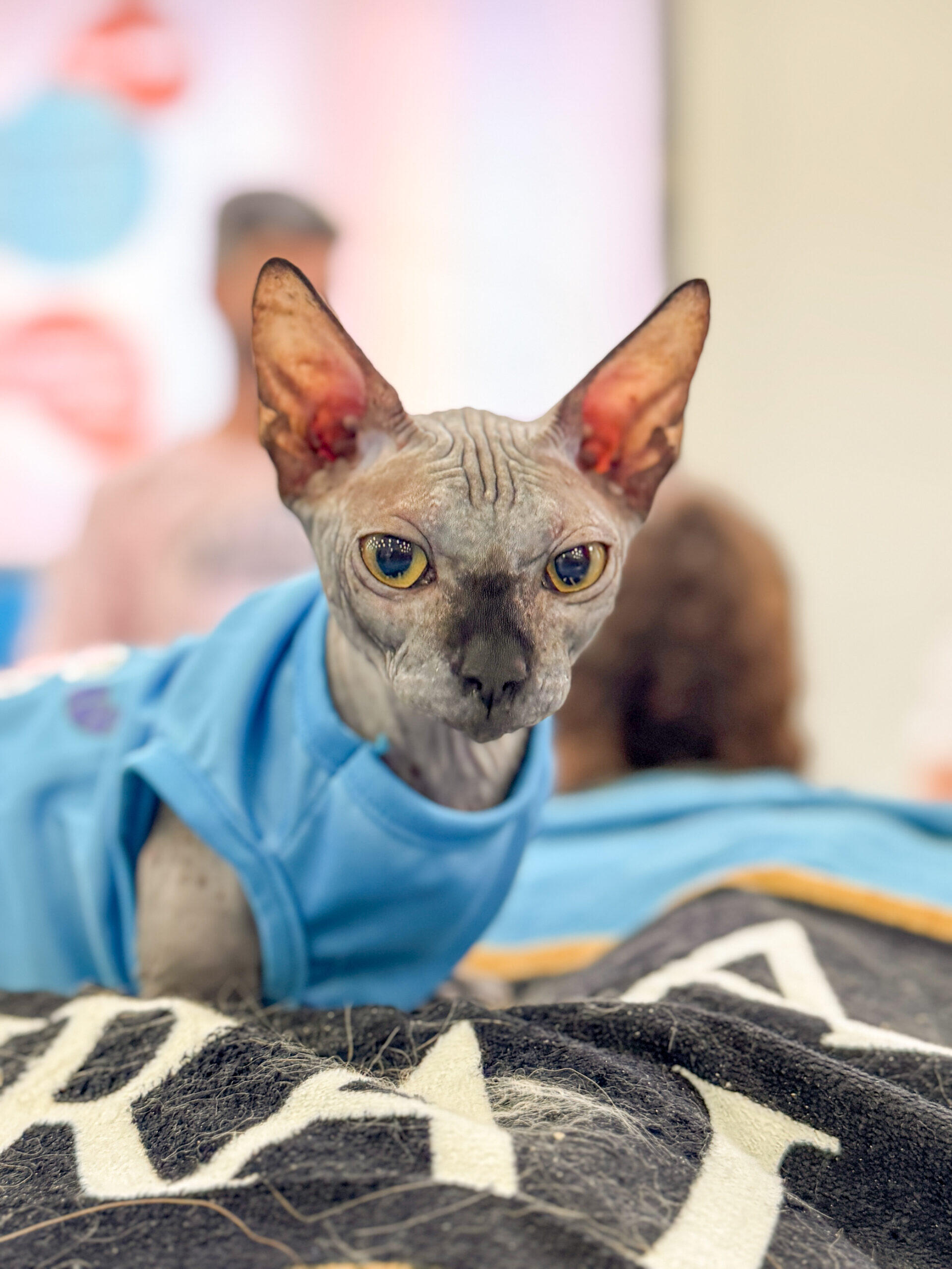 Evento gratuito reúne exposição de gatos exóticos neste fim de semana ...